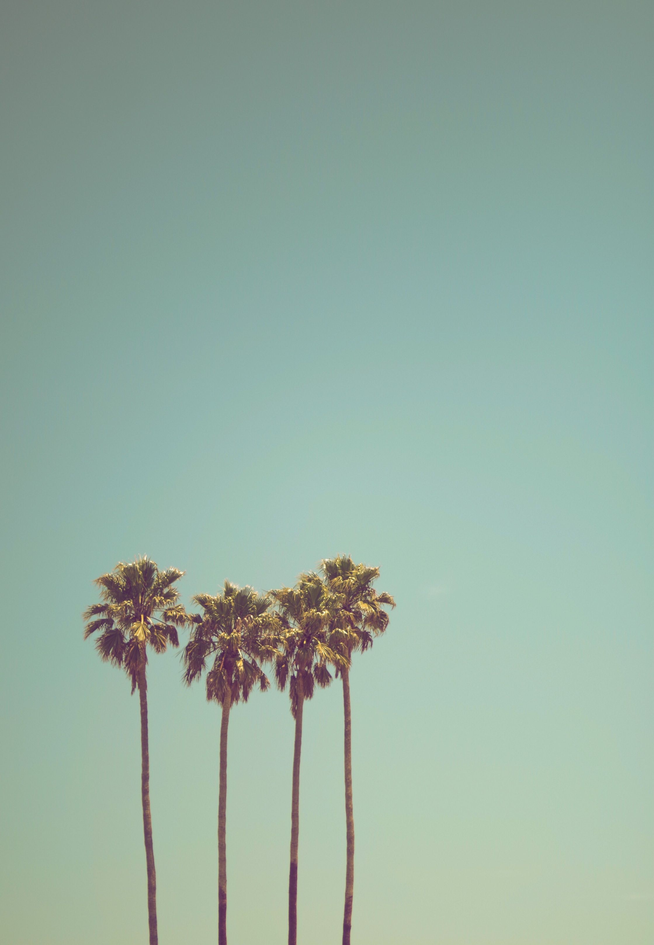 Palm Trees Phone Wallpapers - Wallpaper Cave