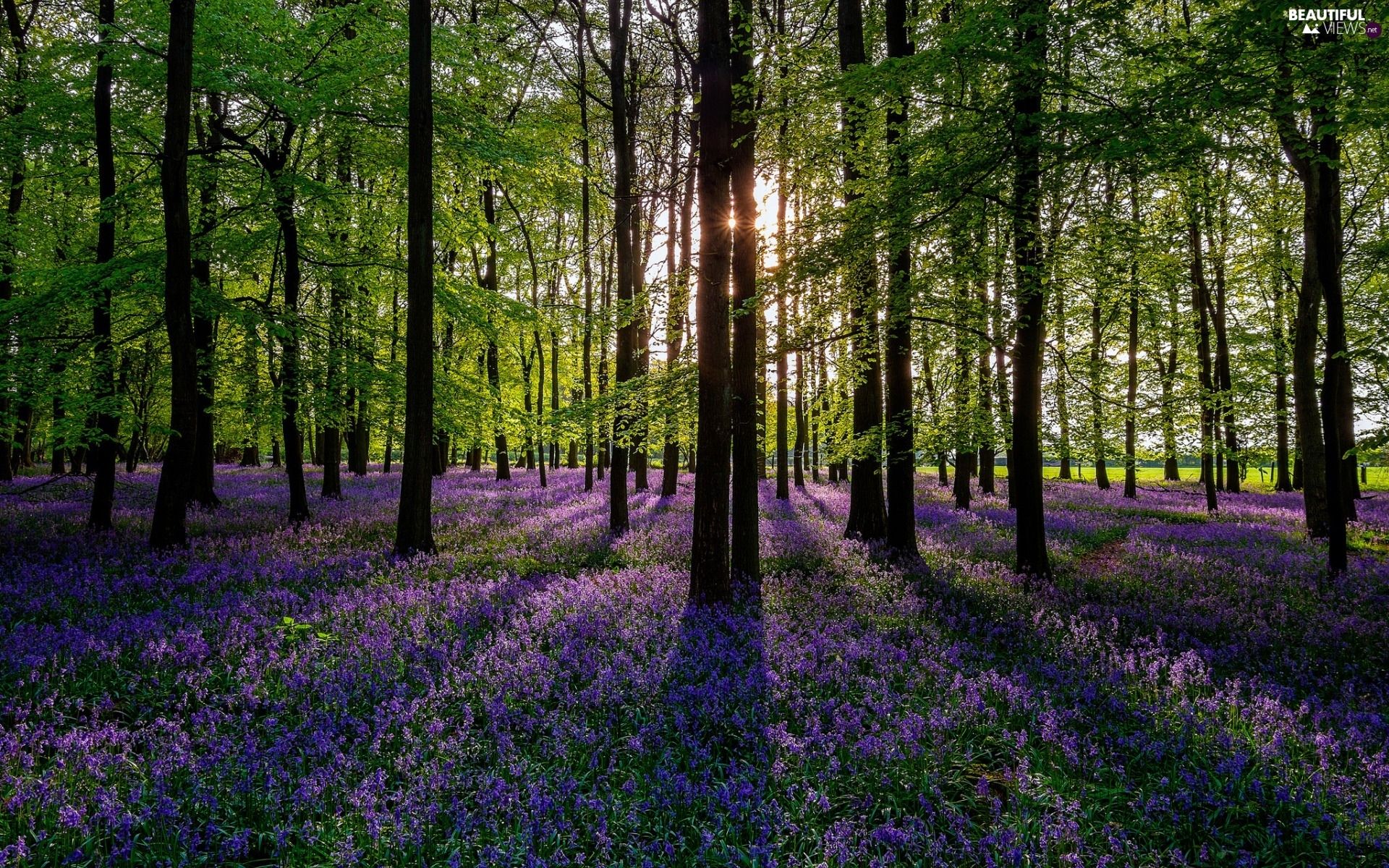 Spring Flowers In Forest Wallpapers - Wallpaper Cave