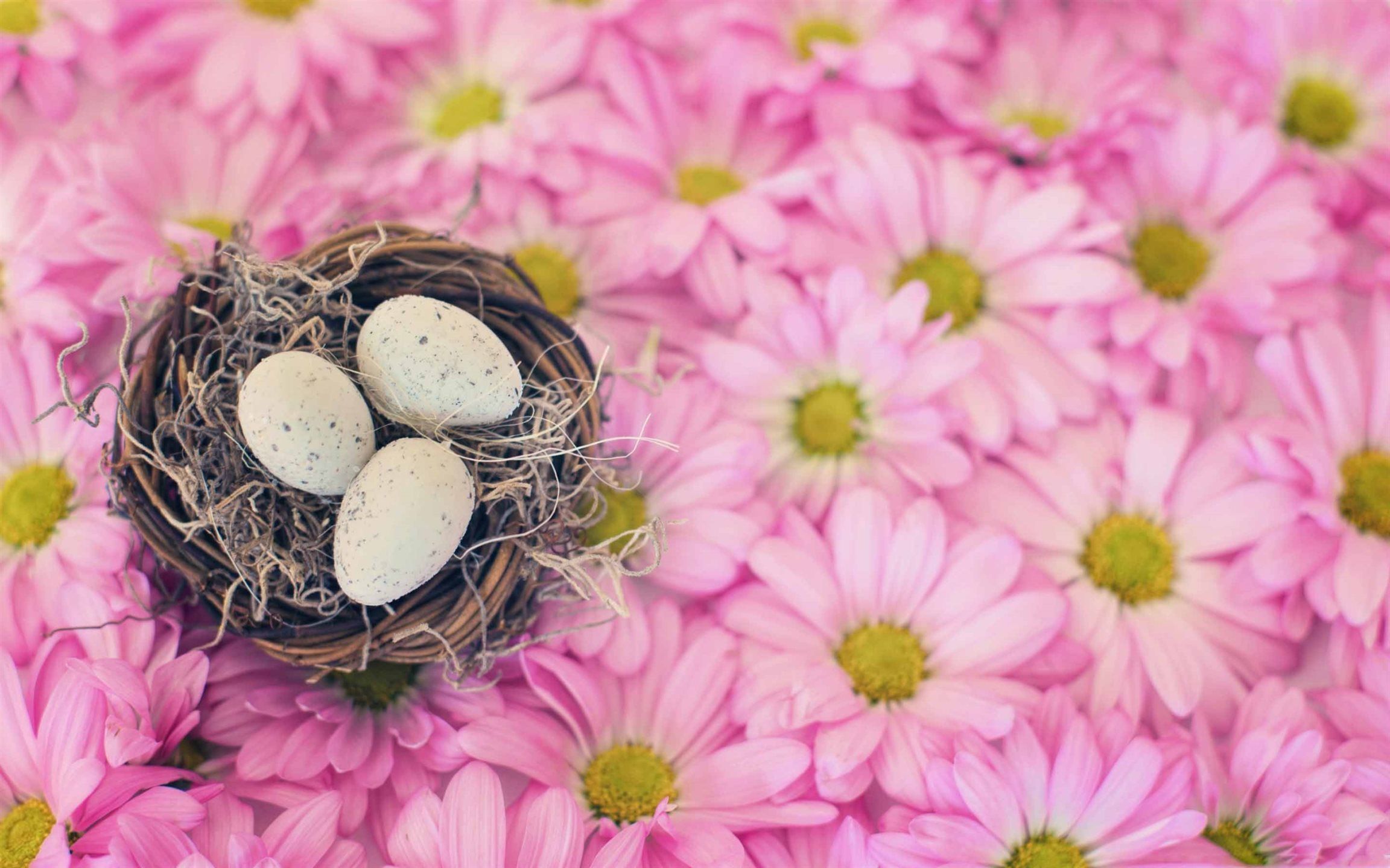 Pink Easter Wallpapers - Wallpaper Cave