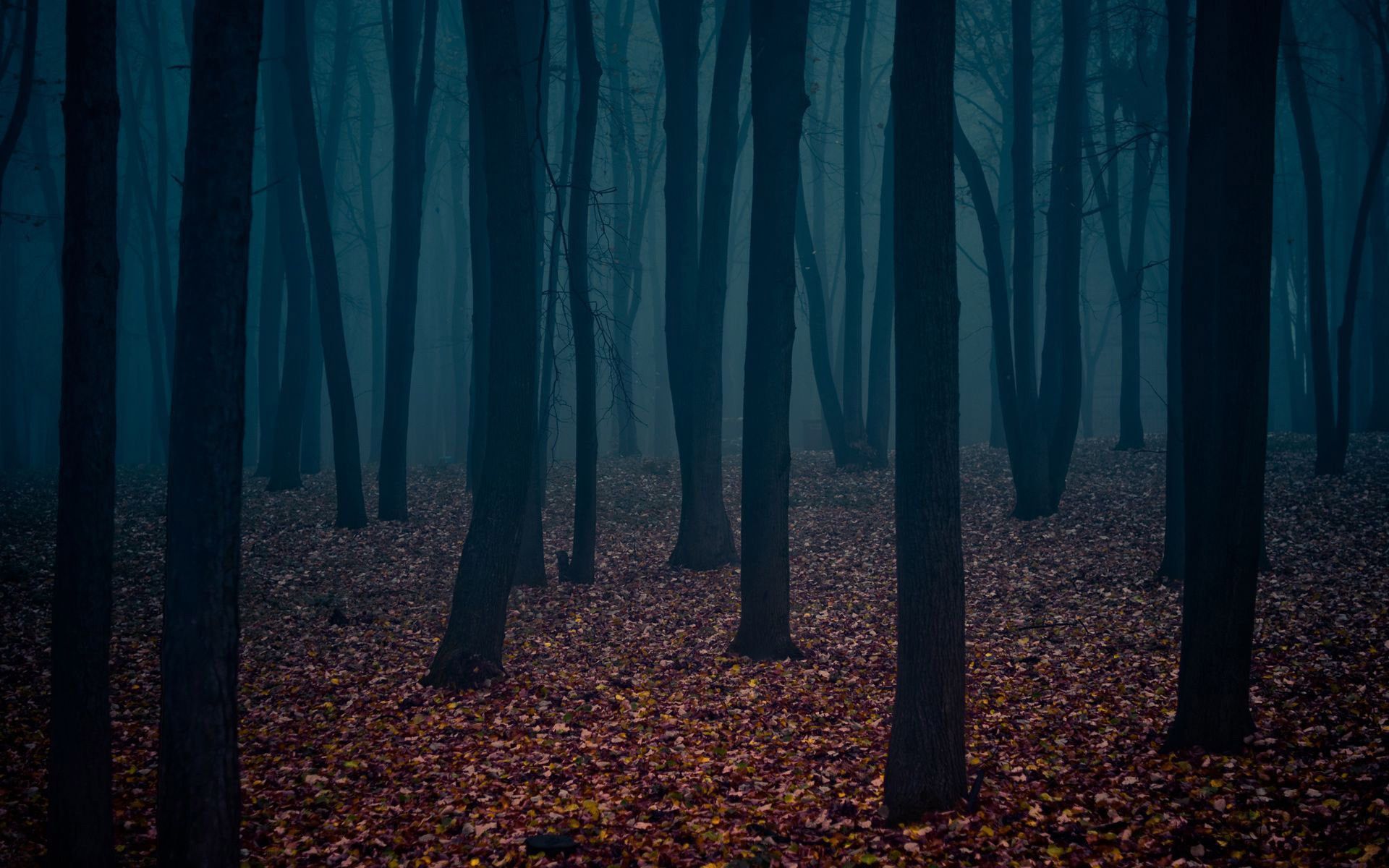 Quite Deep Forest HD Desktop Wallpapers - Wallpaper Cave