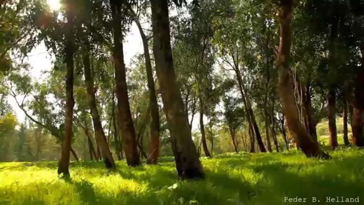 Quite Deep Forest HD Desktop Wallpapers - Wallpaper Cave