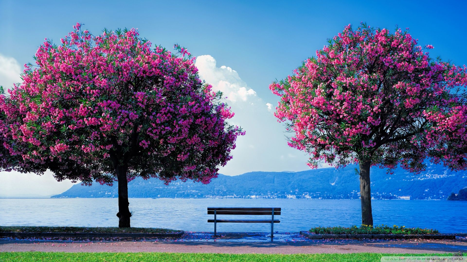 Spring 1080 Wallpapers - Wallpaper Cave