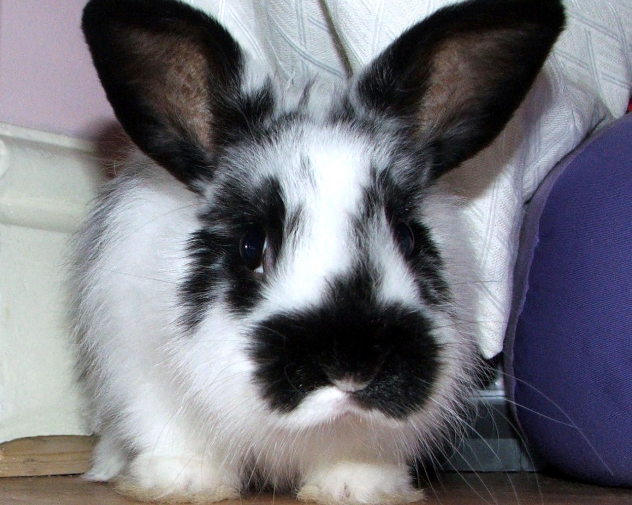 Fat Bunny Wallpapers - Wallpaper Cave