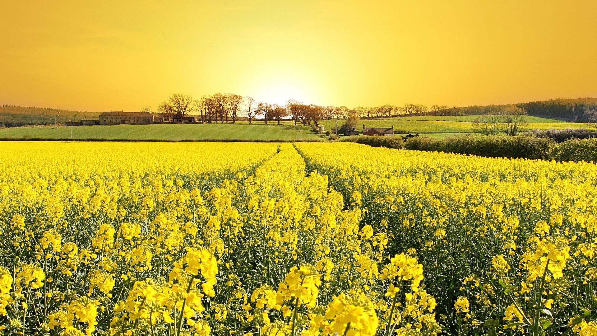 Spring Fields HD Wallpapers - Wallpaper Cave