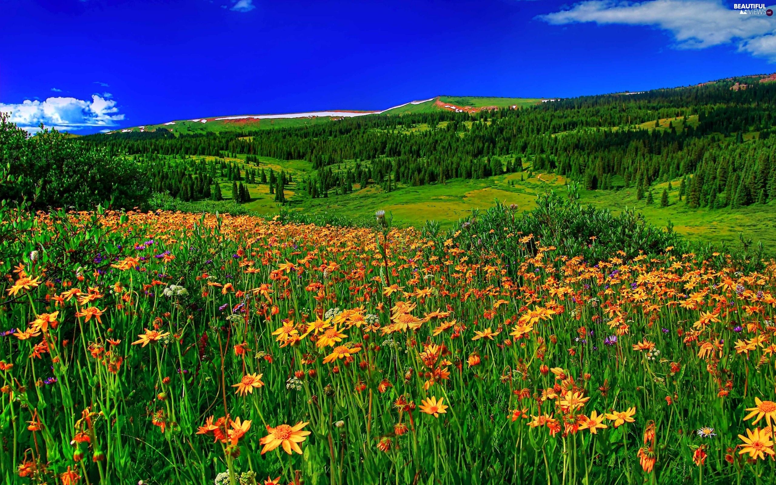 Spring Meadows Wallpapers - Wallpaper Cave
