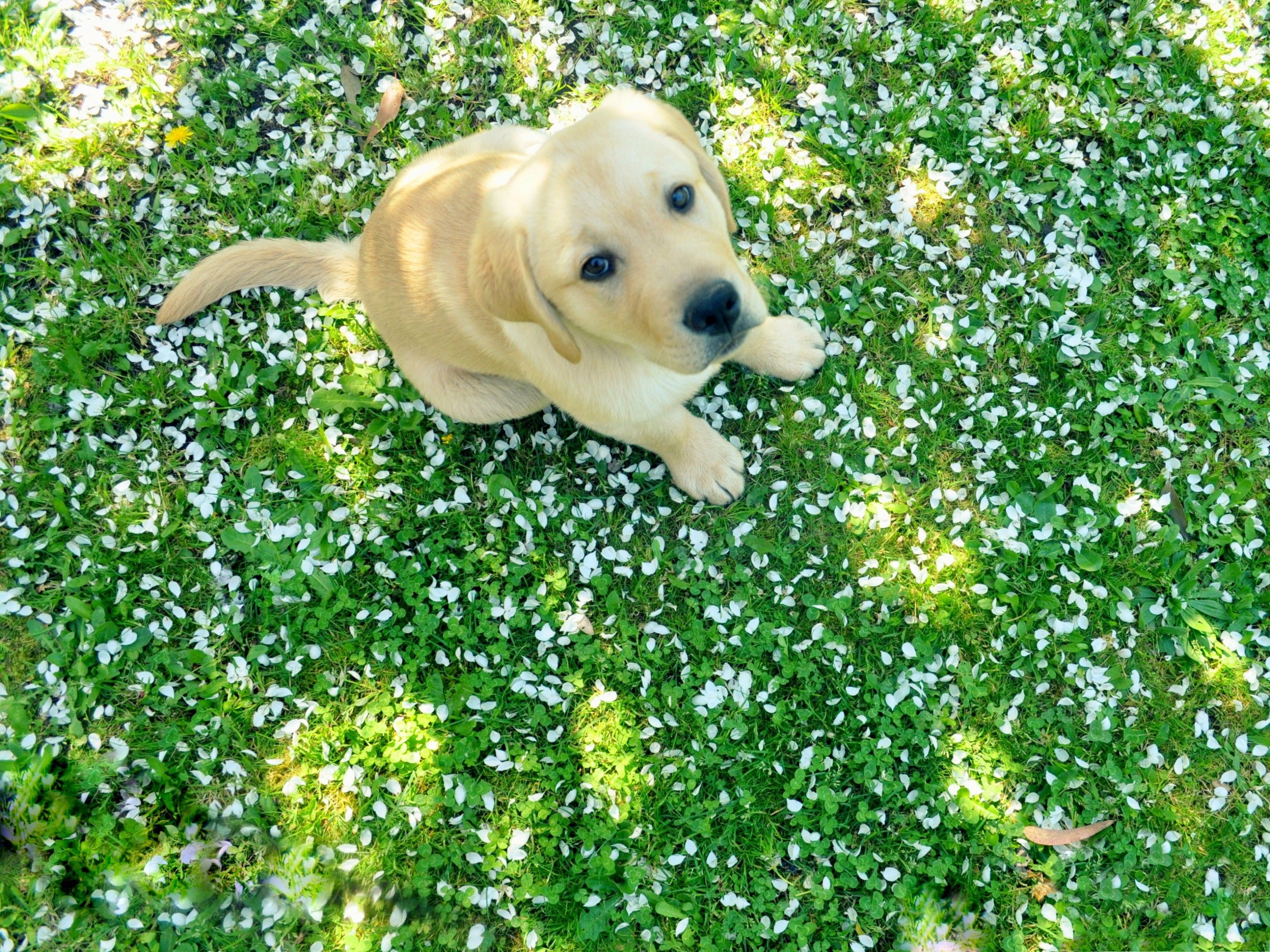 Spring Puppie Wallpapers - Wallpaper Cave