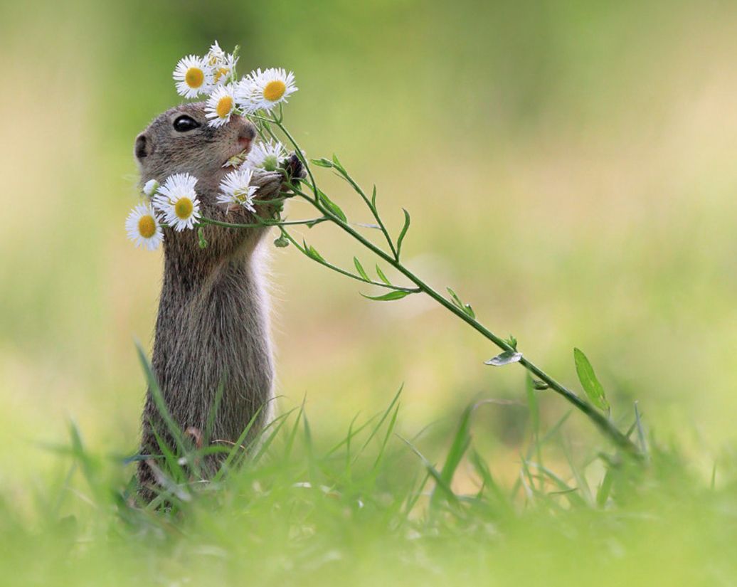 Food Animals Wallpapers - Wallpaper Cave