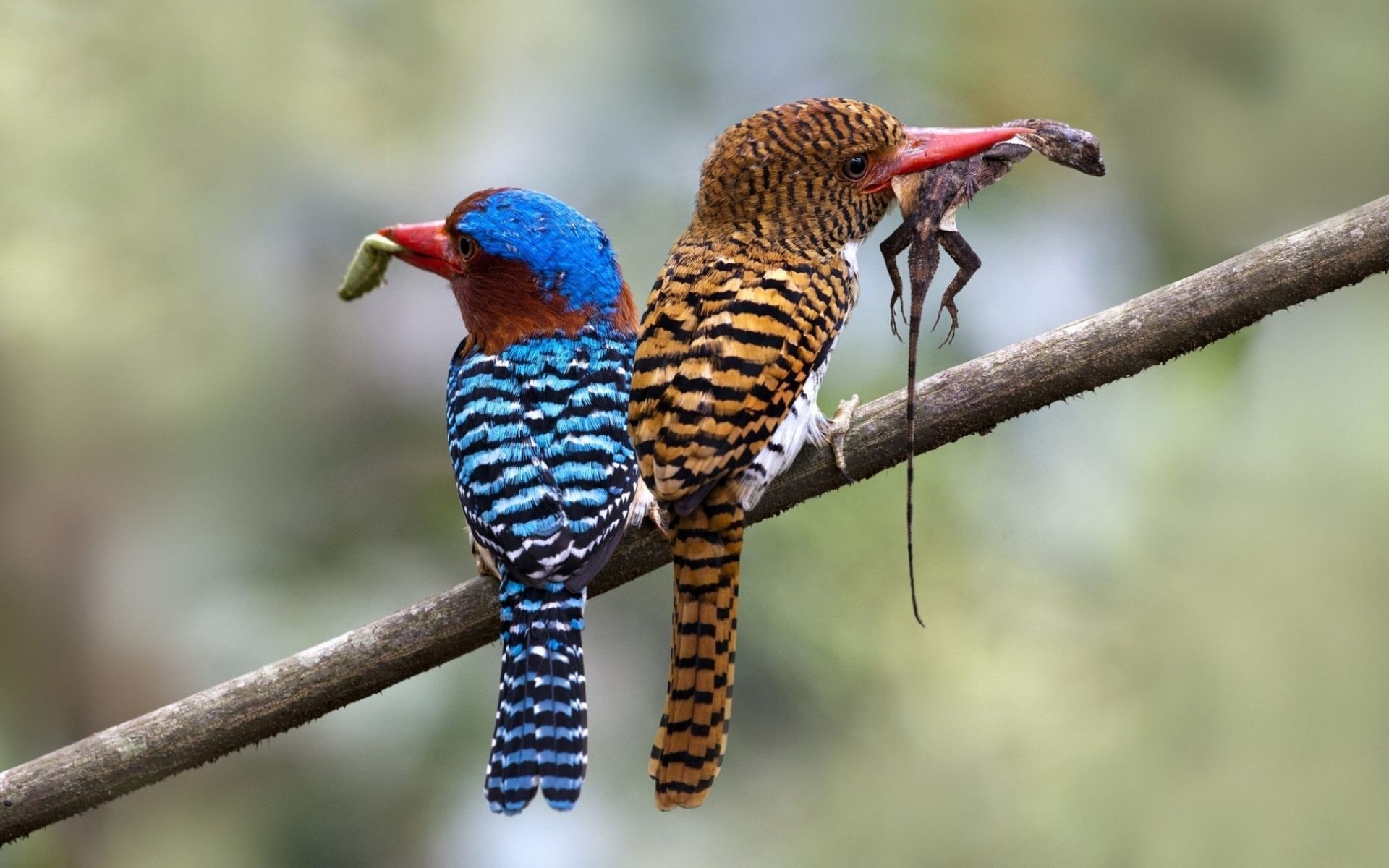 Food Animals Wallpapers - Wallpaper Cave