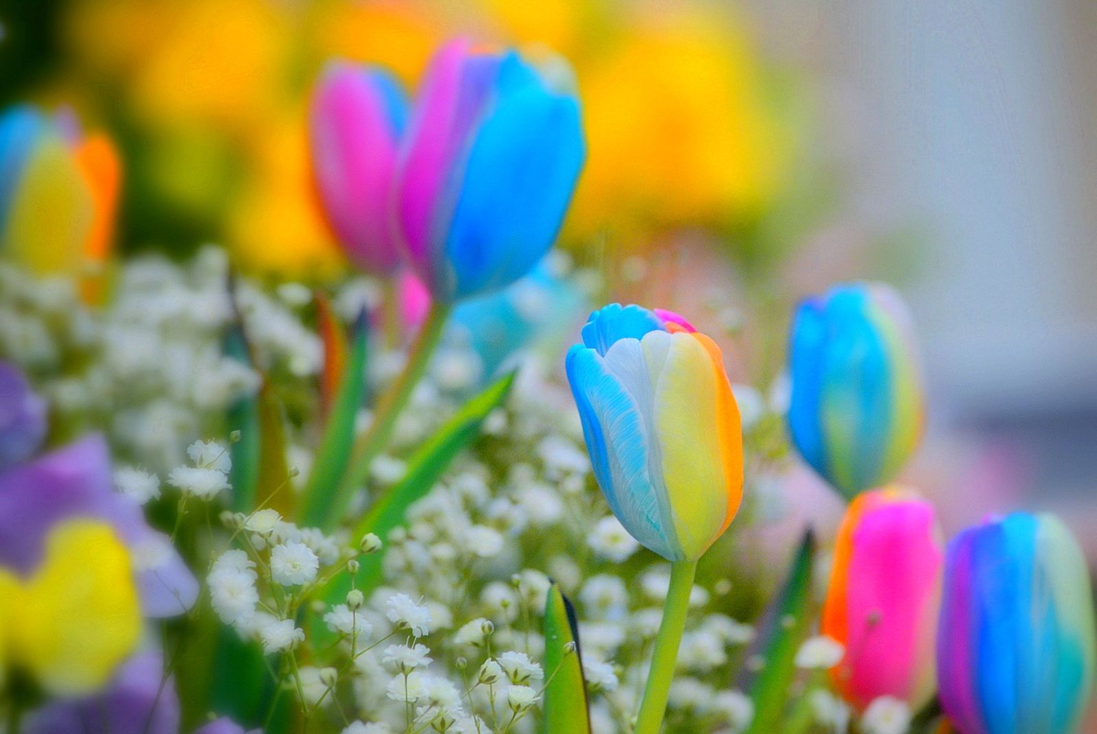 Spring Flowers Wide Wallpapers - Wallpaper Cave