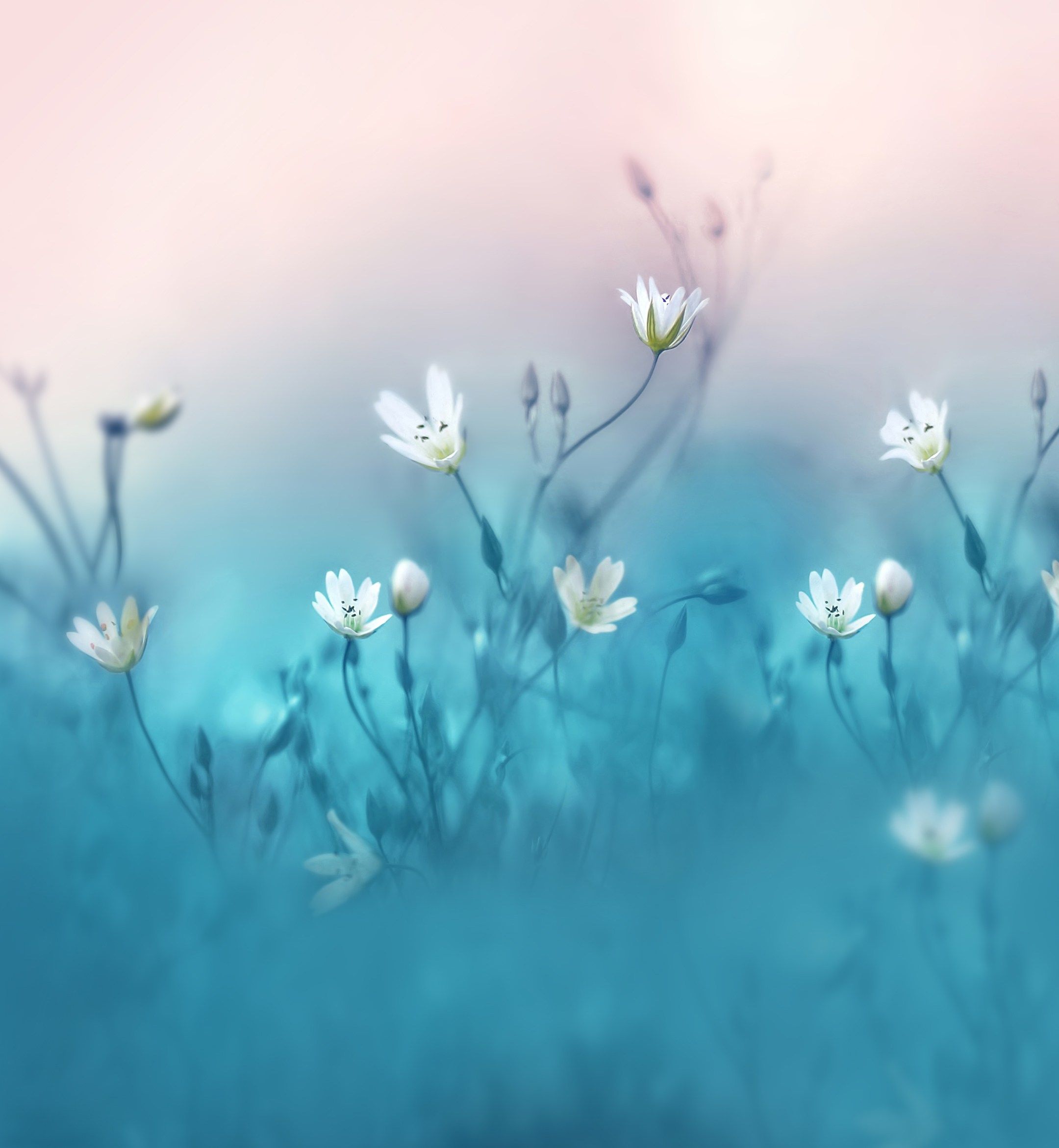 Spring Huawei P20 Wallpapers - Wallpaper Cave