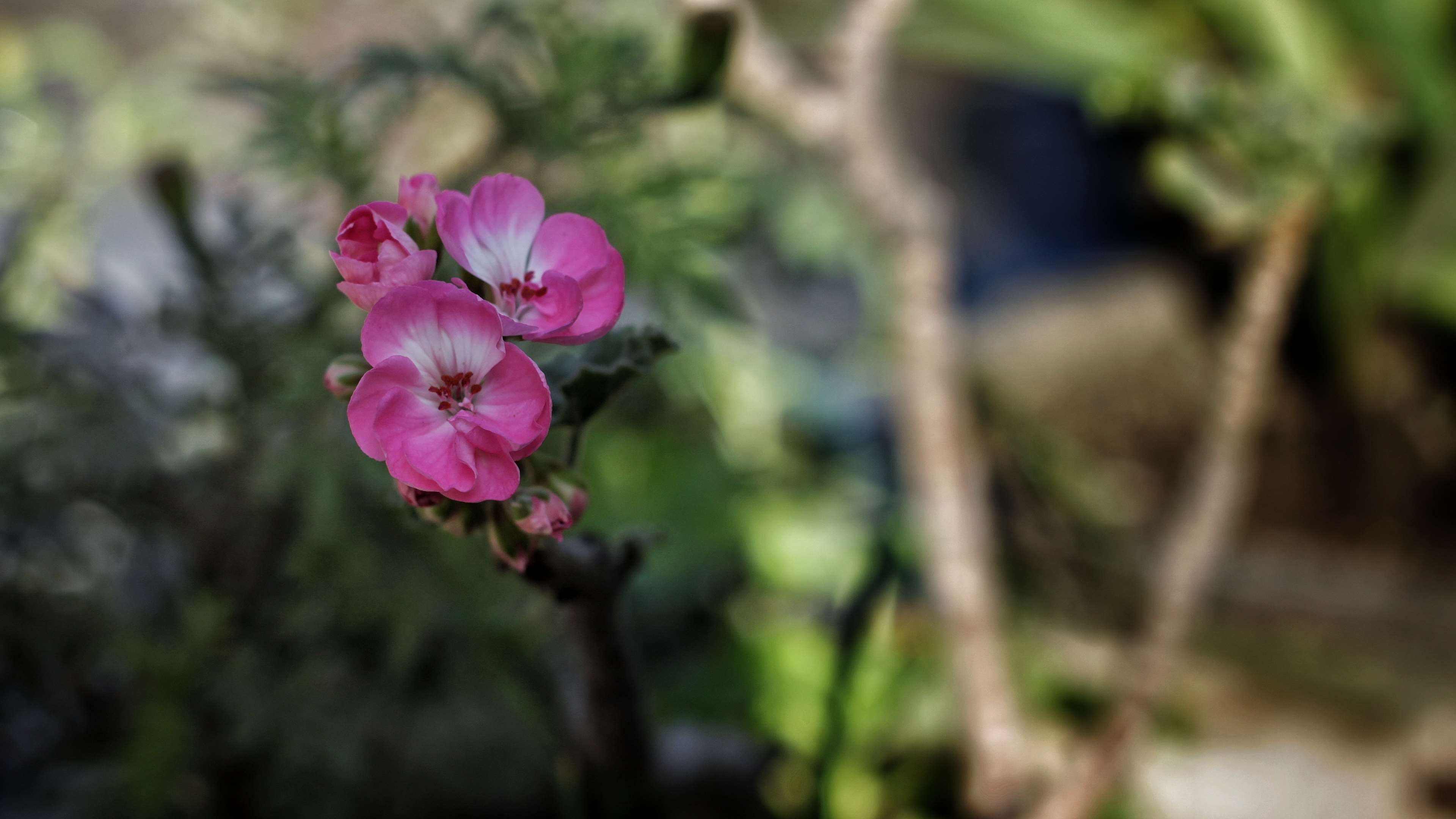 Springs Session Wallpapers - Wallpaper Cave