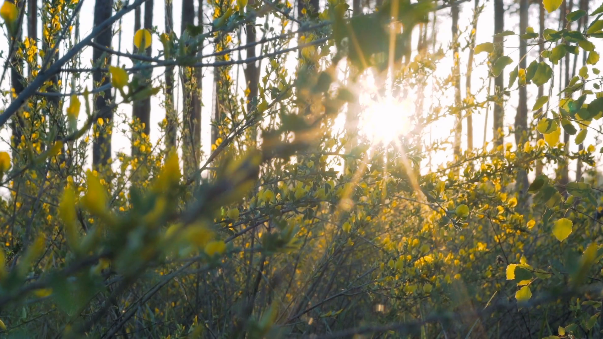 Springs Session Wallpapers - Wallpaper Cave