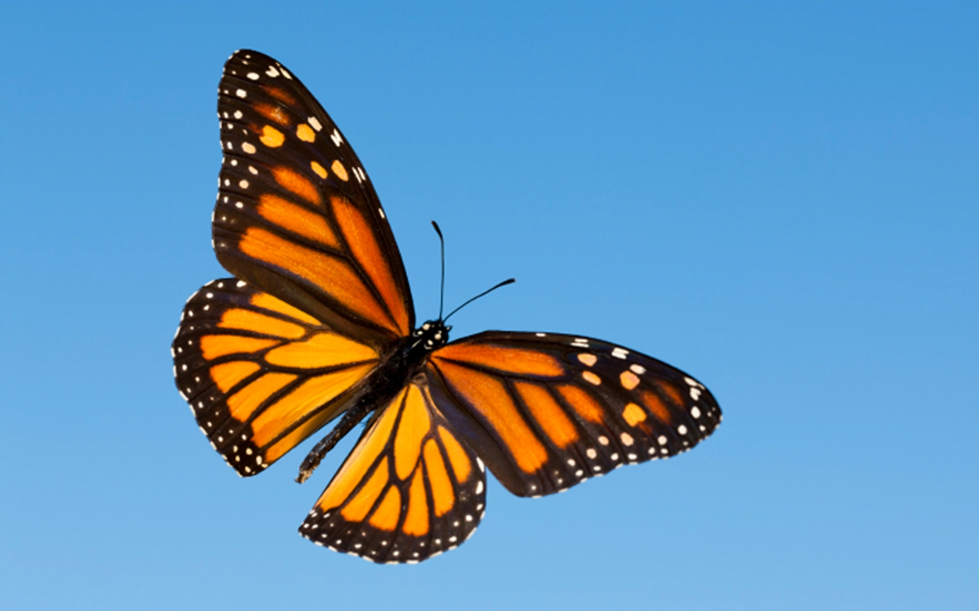 Monarch Butterfly Aesthetic Wallpapers Wallpaper Cave Monarch Butterfly Aesthetic Wallpapers Wallpaper Cave