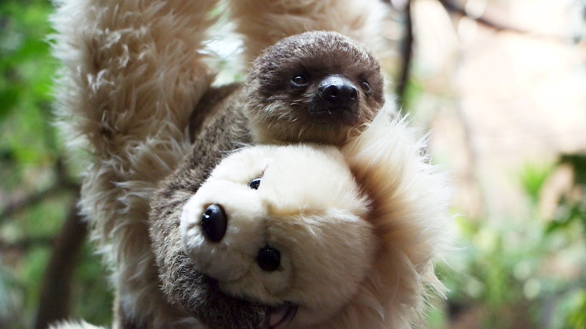 Cuddling Sloth Wallpapers - Wallpaper Cave