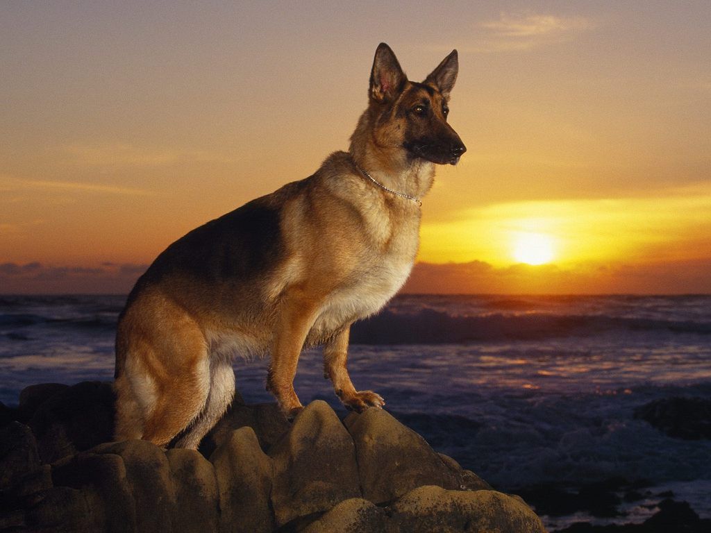 German Dog Wallpapers - Wallpaper Cave