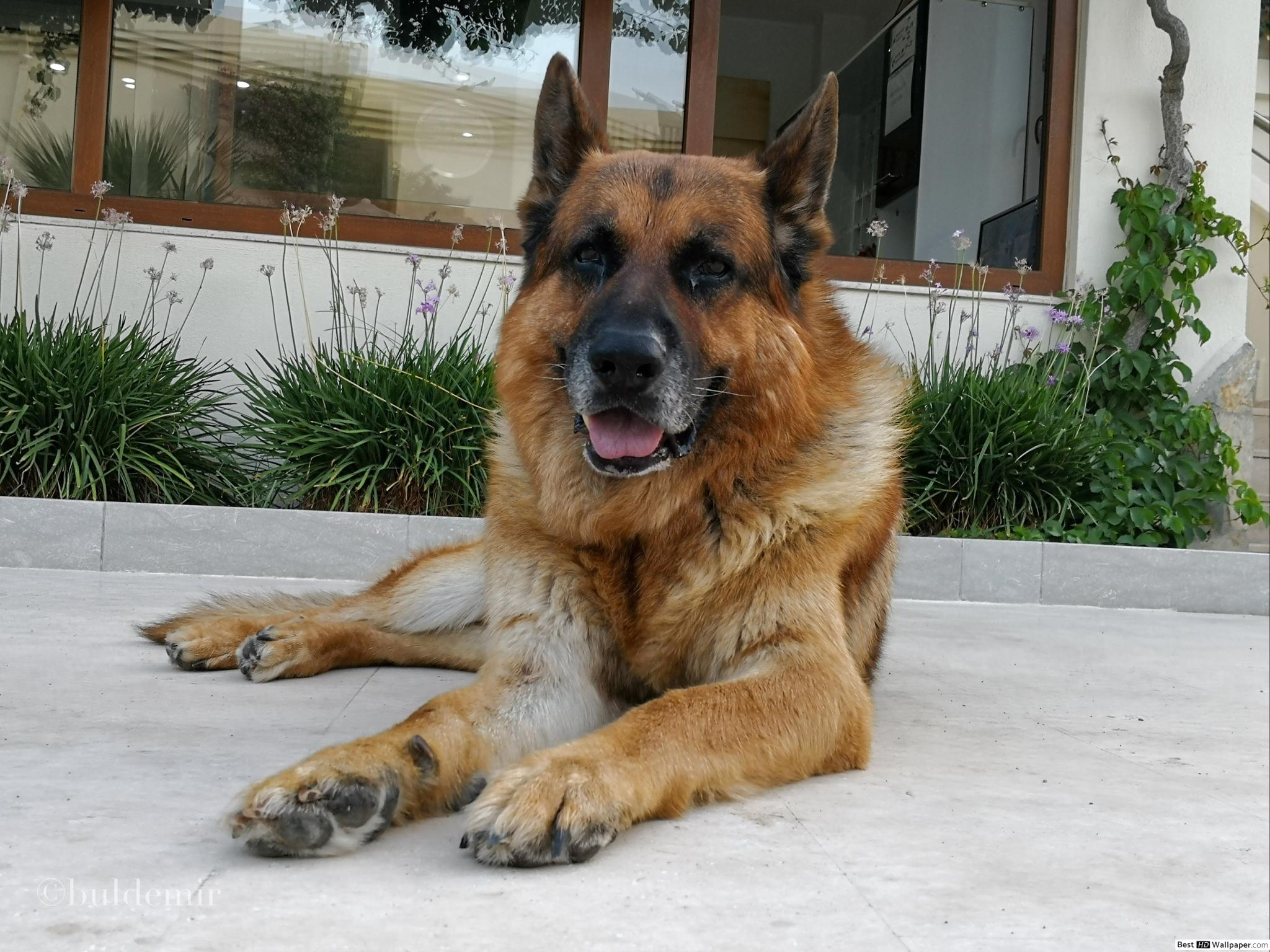 German Shepard Boxer Wallpapers - Wallpaper Cave