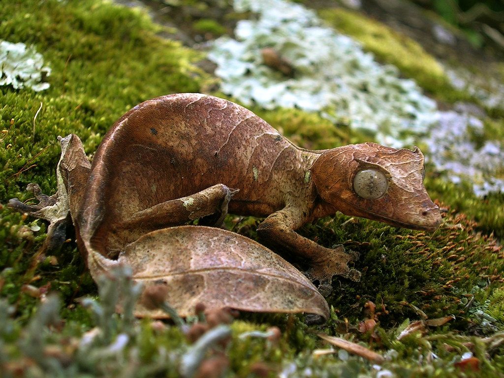 Leaf Tailed Gecko Wallpapers - Wallpaper Cave
