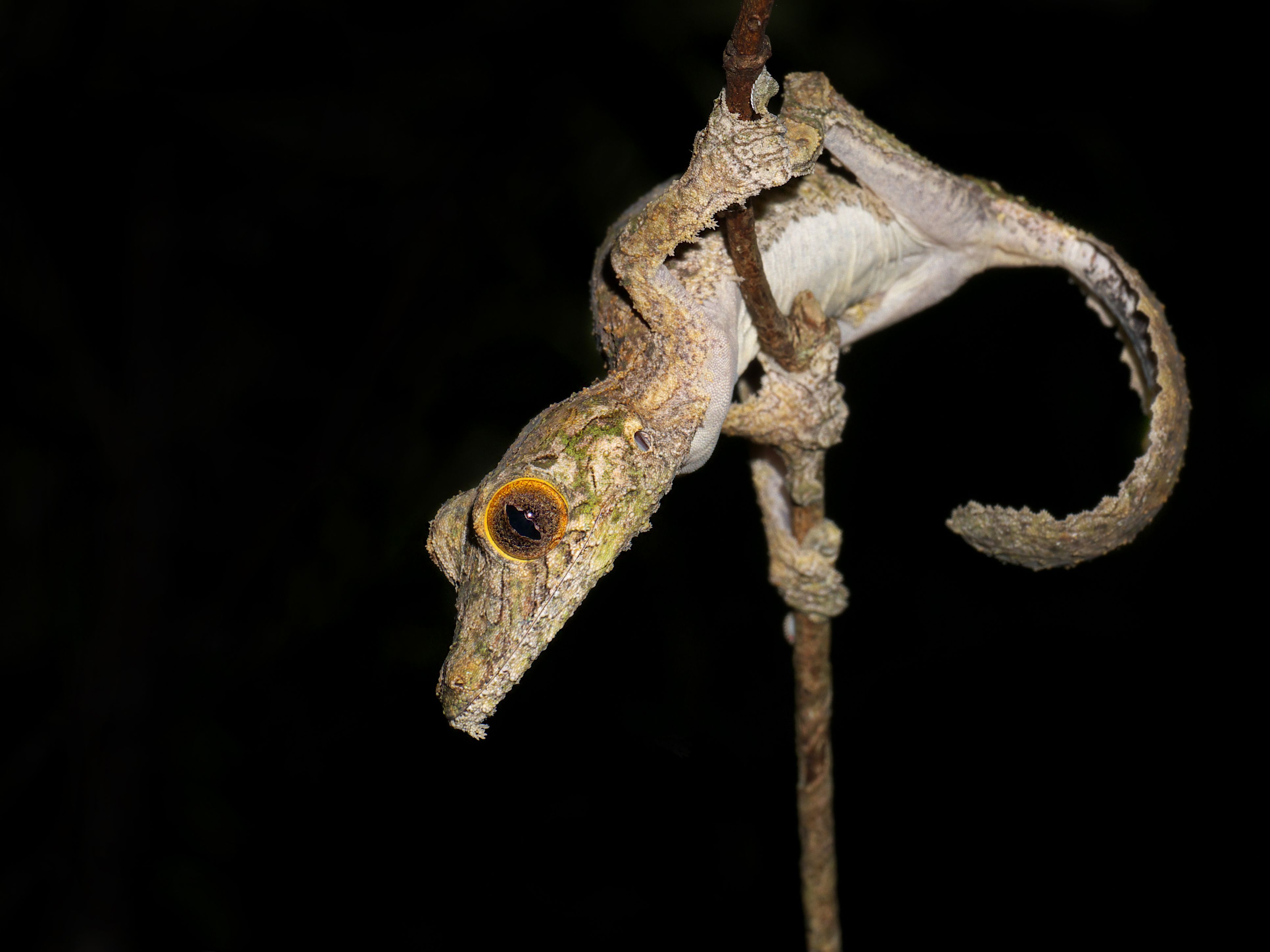 Leaf Tailed Gecko Wallpapers - Wallpaper Cave