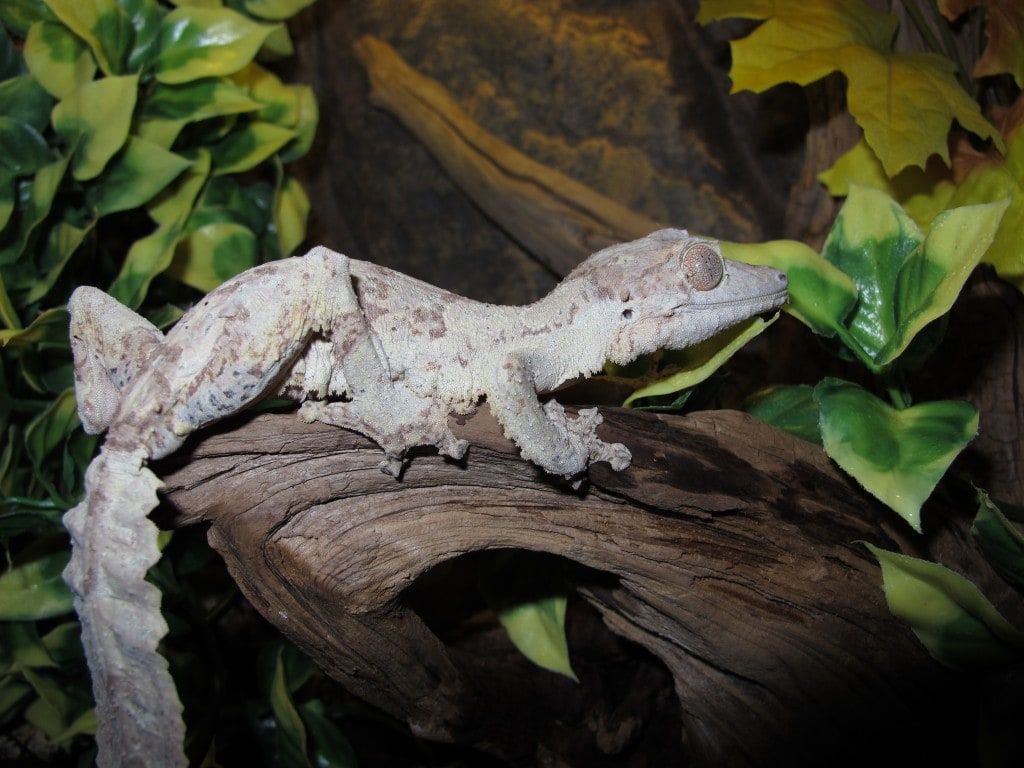 Leaf Tailed Gecko Wallpapers - Wallpaper Cave