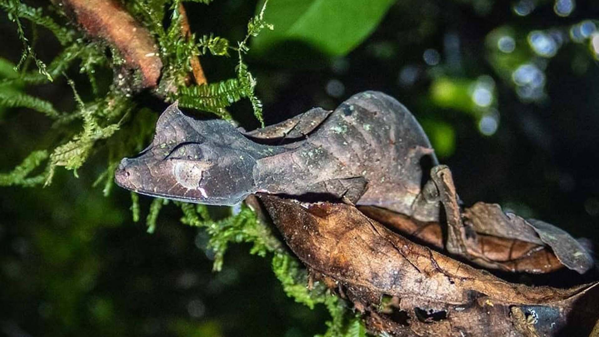 Leaf Tailed Gecko Wallpapers - Wallpaper Cave