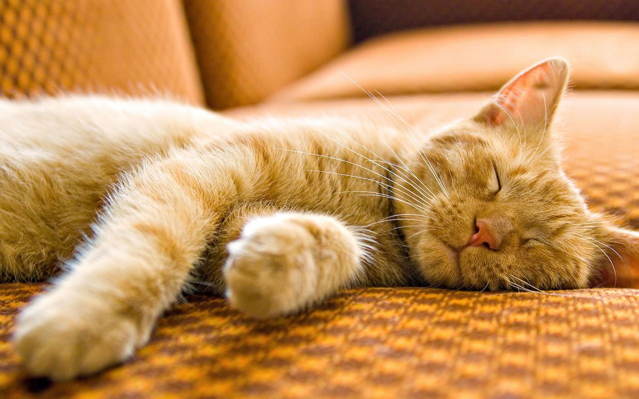 Sleepy Cute Animals Wallpapers - Wallpaper Cave