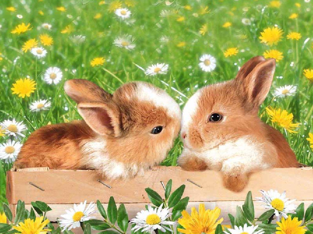 Rabbits In Spring Leaves Wallpapers - Wallpaper Cave