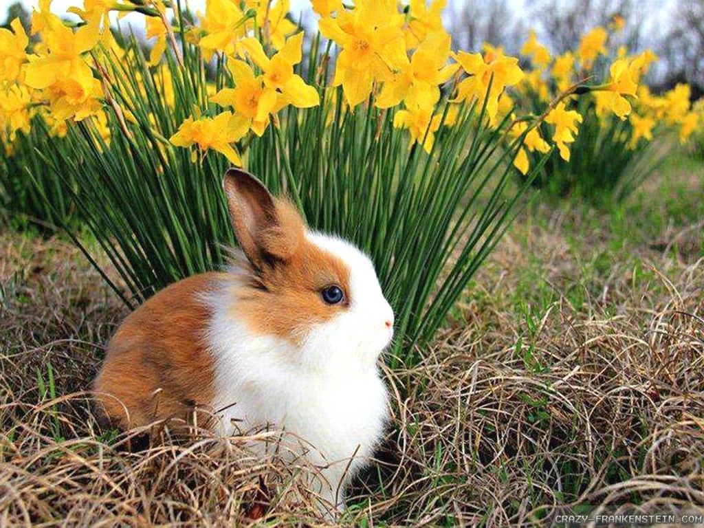 Rabbits In Spring Leaves Wallpapers - Wallpaper Cave