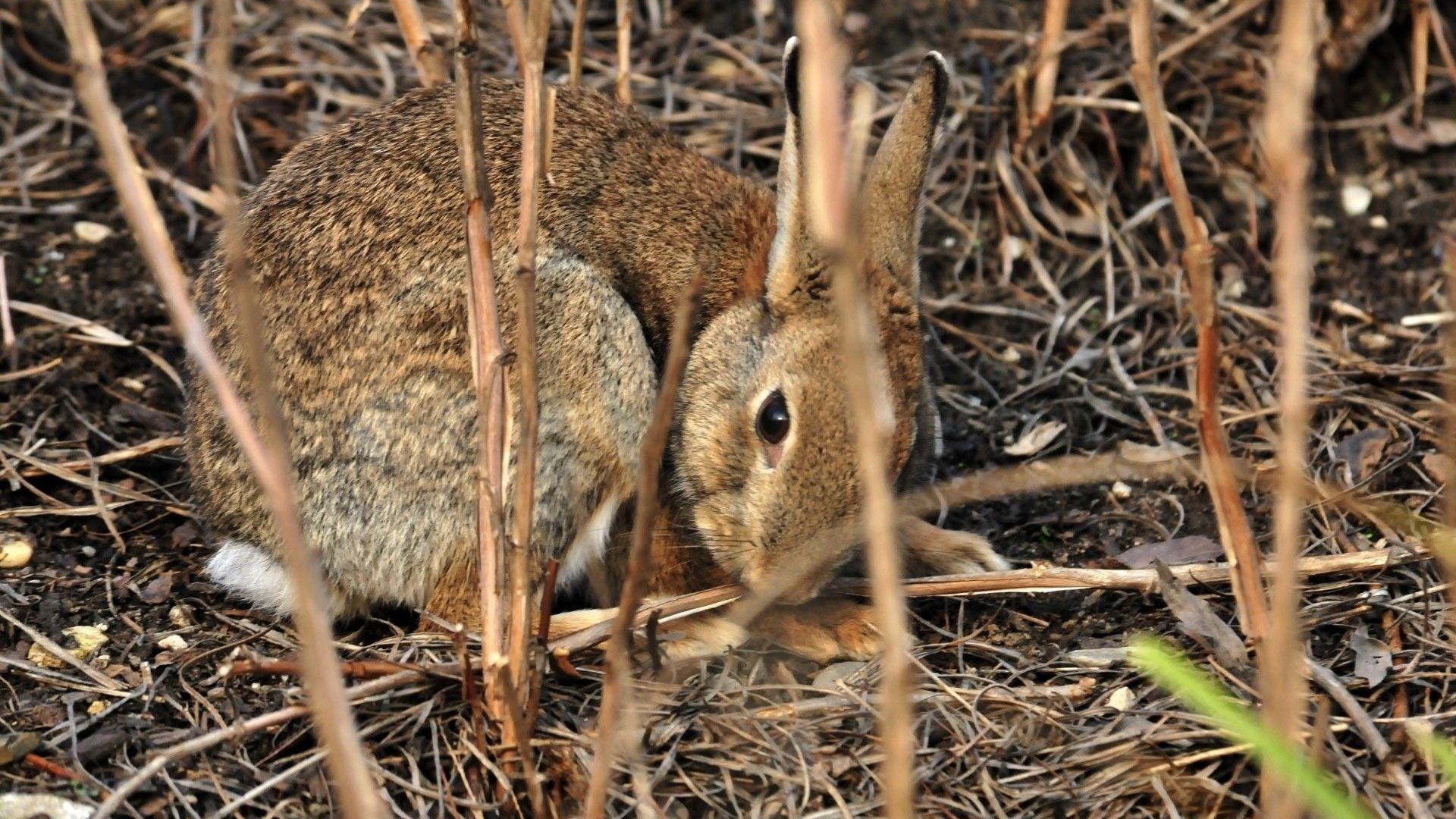 Rabbits In Spring Leaves Wallpapers - Wallpaper Cave
