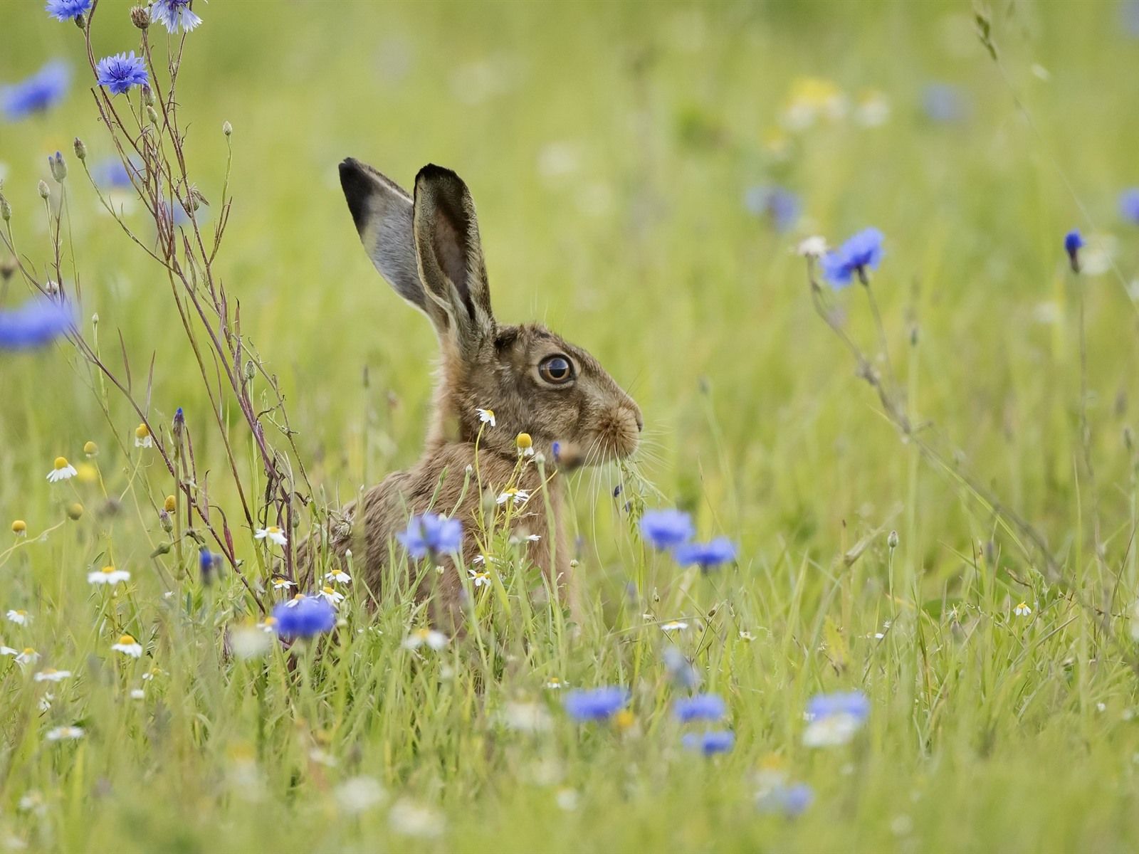 Rabbits In Spring Leaves Wallpapers - Wallpaper Cave