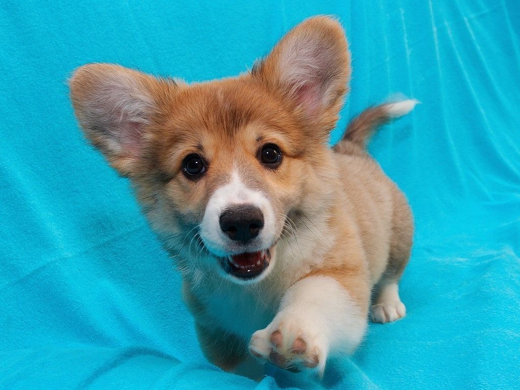 Baby Corgis Wallpapers - Wallpaper Cave