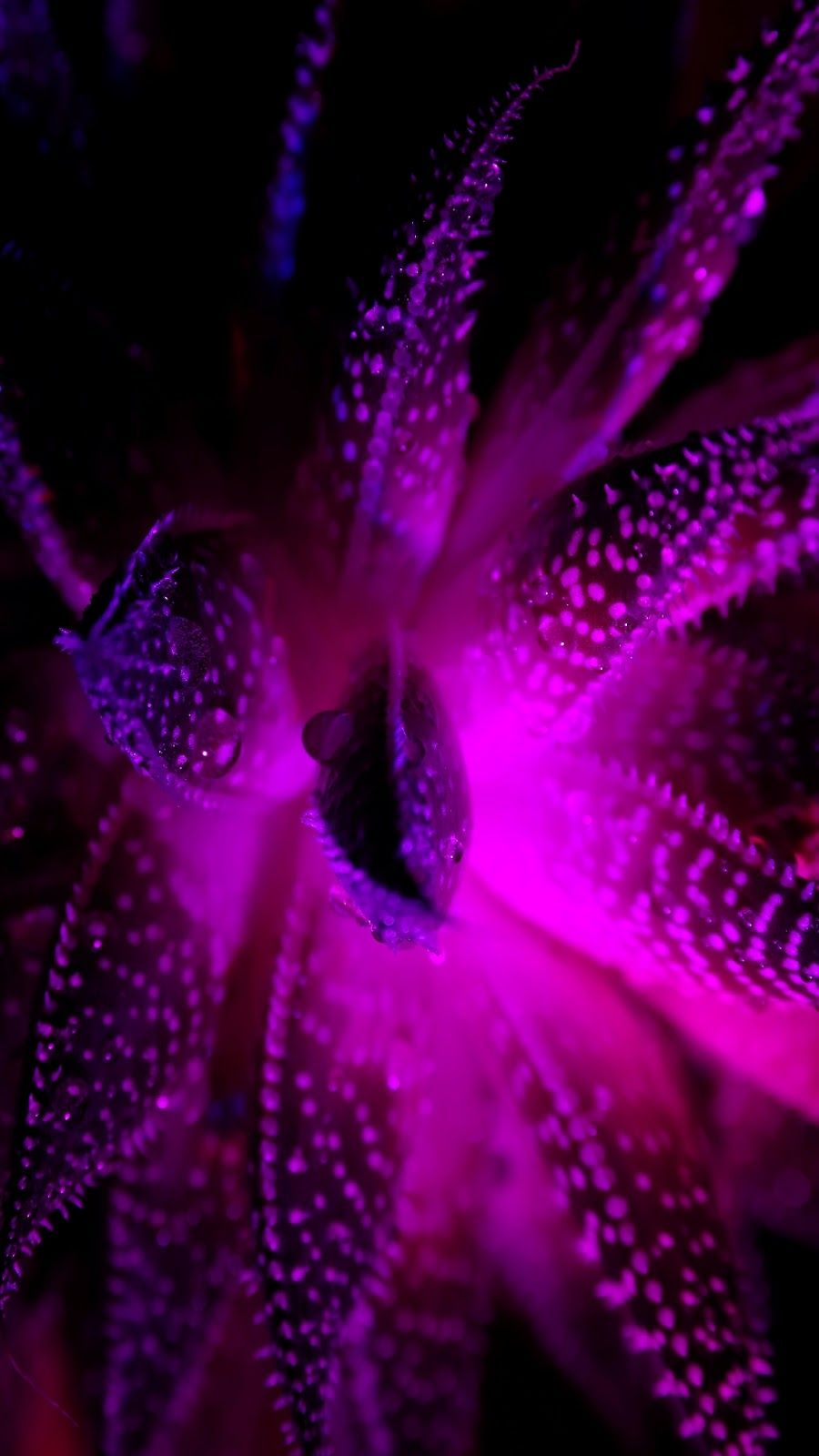 Supreme Aesthetics Wallpapers - Wallpaper Cave