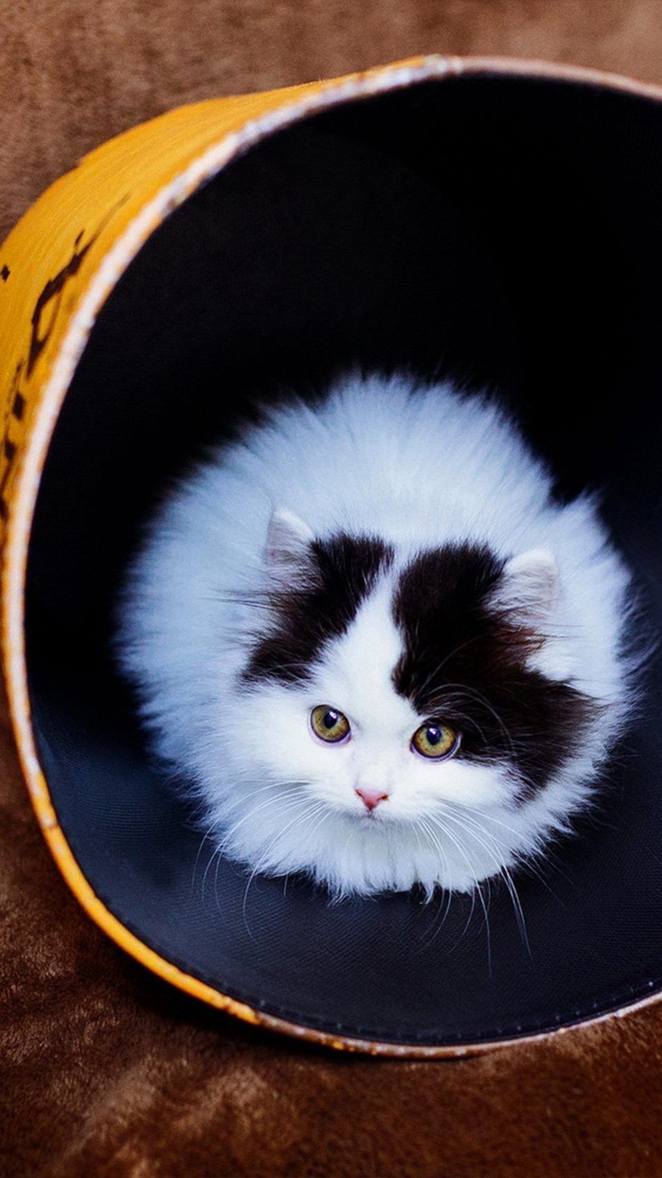 TinyCat Wallpapers - Wallpaper Cave