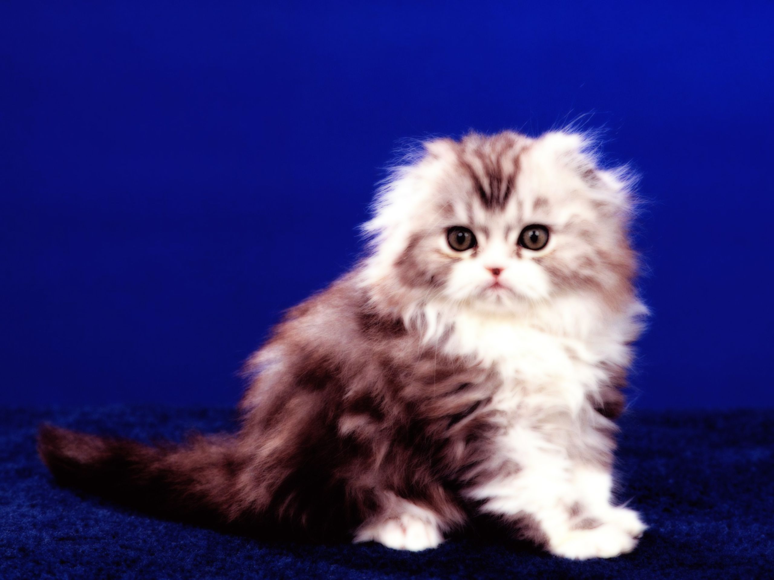 Tinycat Wallpapers Wallpaper Cave 7281