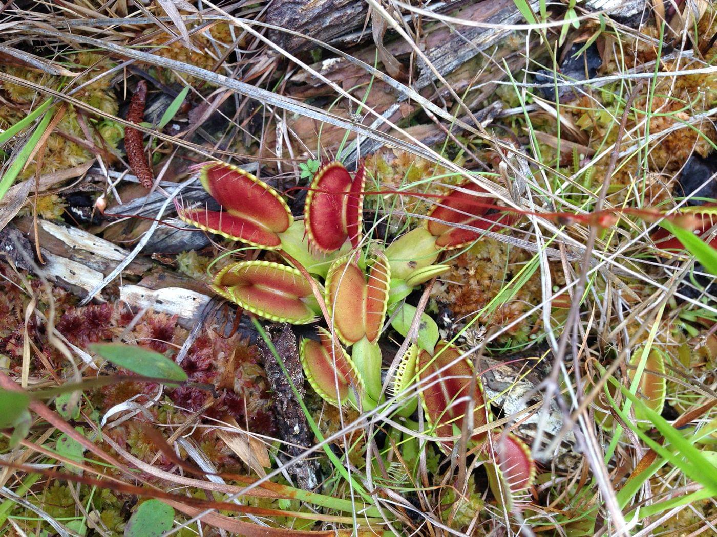 Venus Fly Trap Wallpapers - Wallpaper Cave