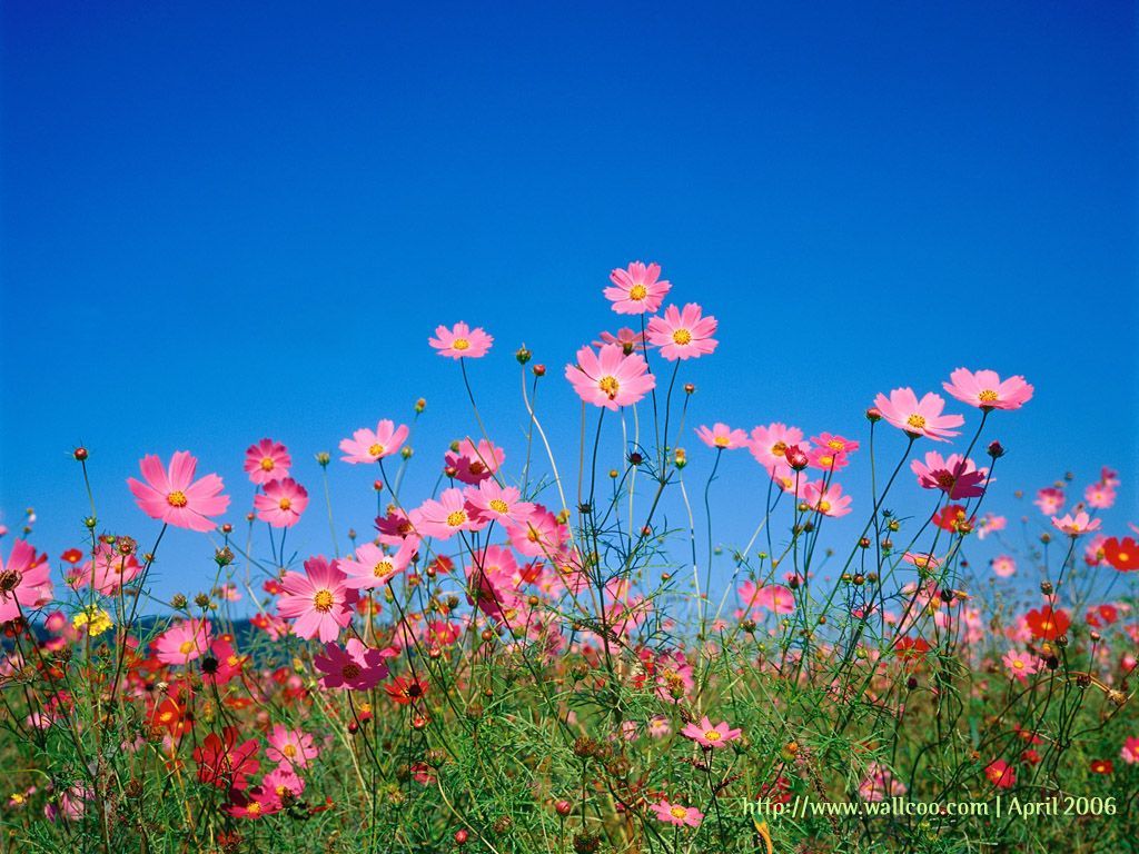 Colours Spring Wallpapers - Wallpaper Cave