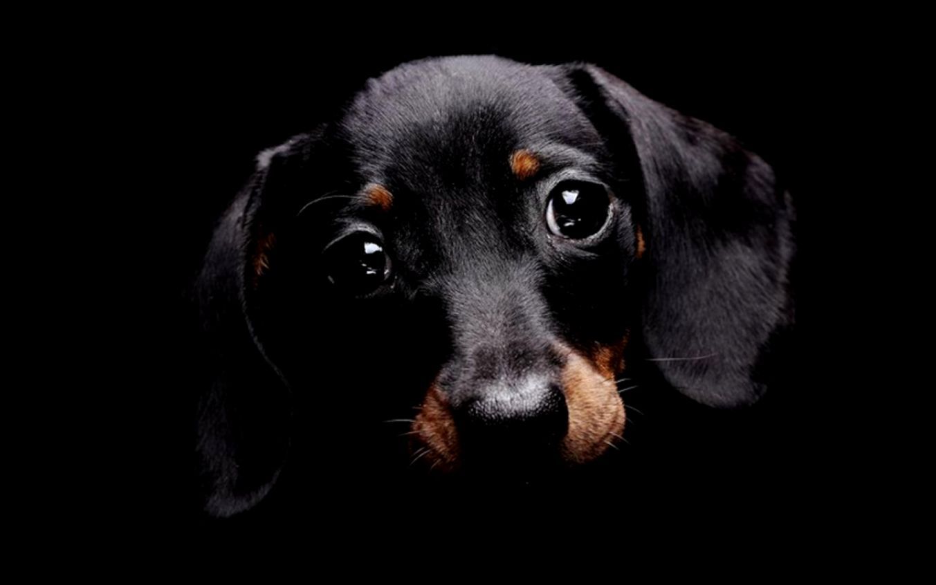 Furious Dogs Wallpapers - Wallpaper Cave