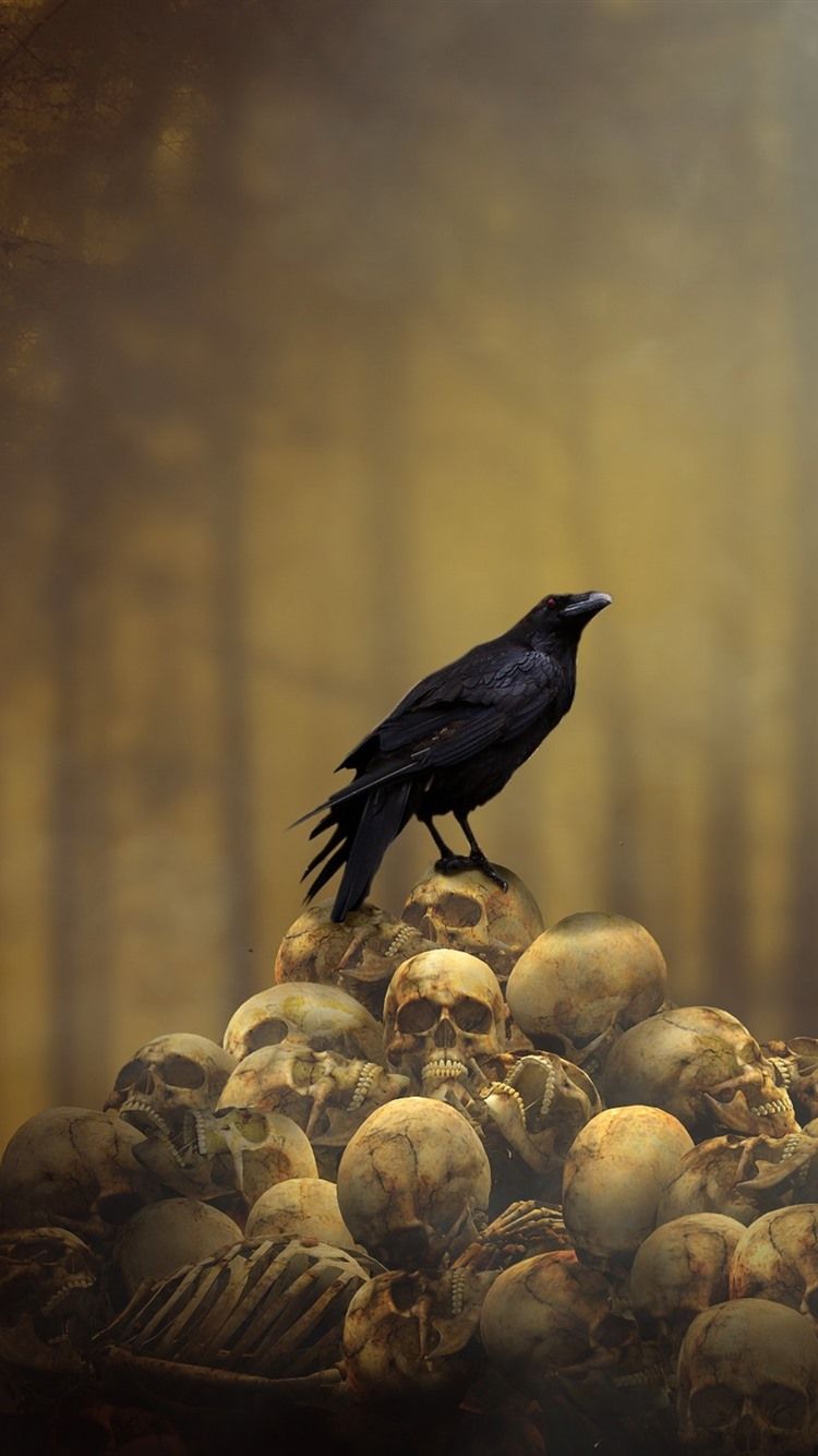 Crow Iphone Wallpaper