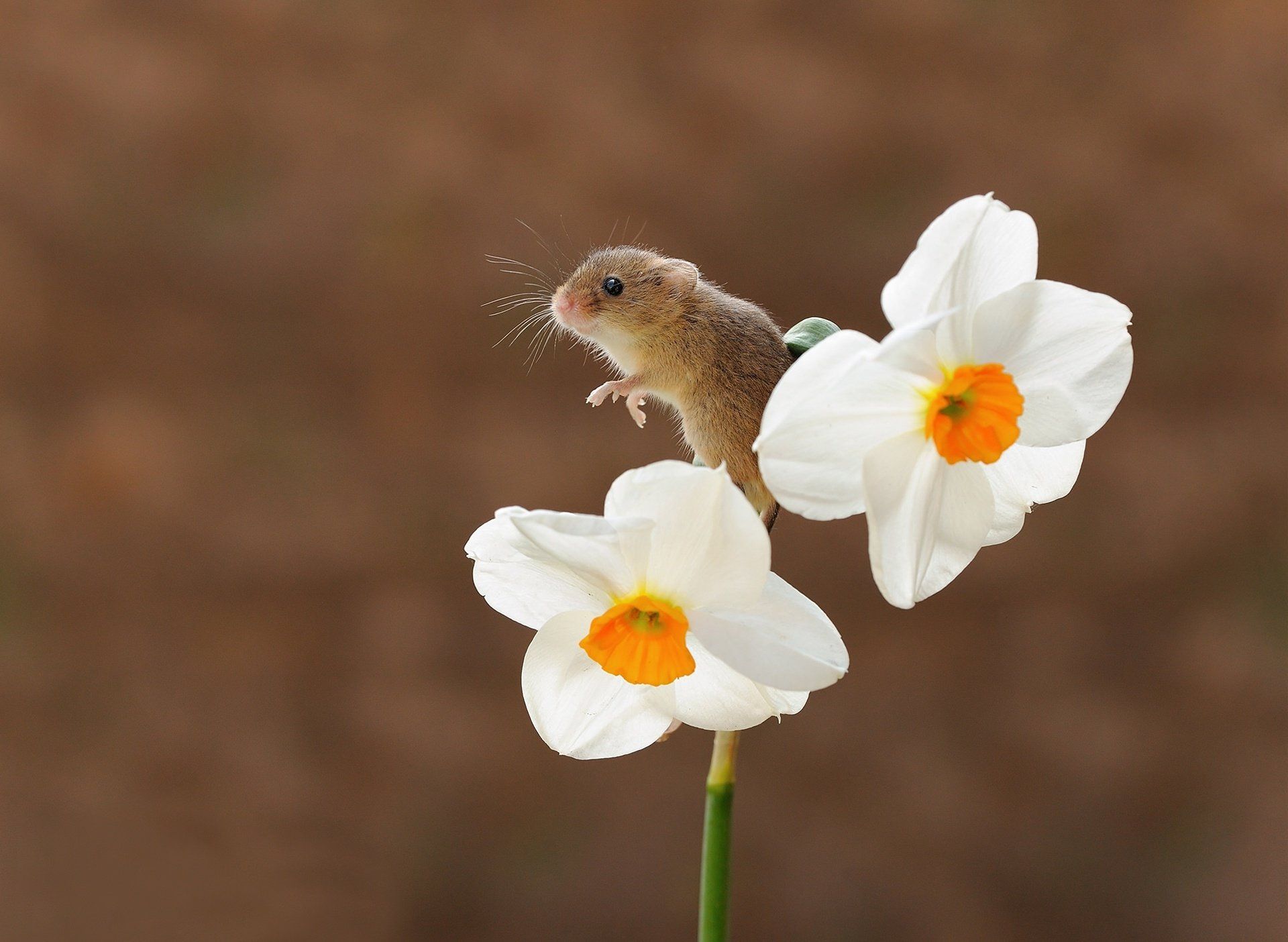 Mouse Spring Wallpapers - Wallpaper Cave