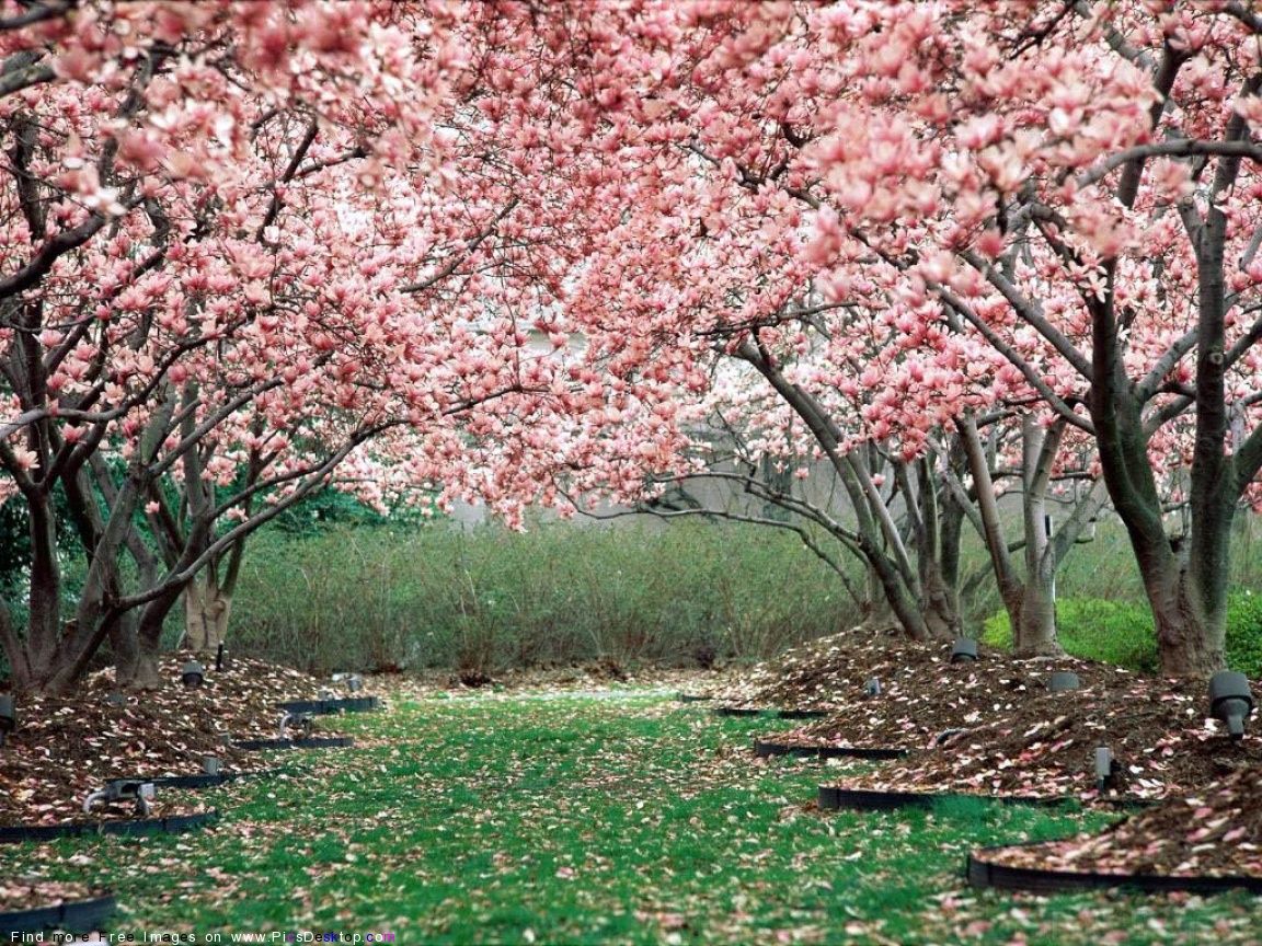 Mouse Spring Wallpapers - Wallpaper Cave