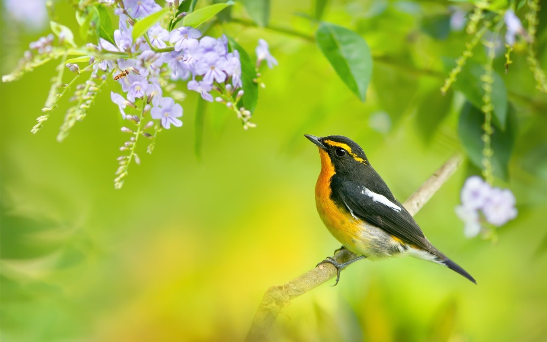 Spring Birds Wallpapers - Wallpaper Cave