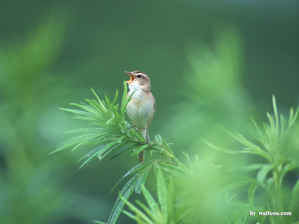 Spring Birds Wallpapers - Wallpaper Cave