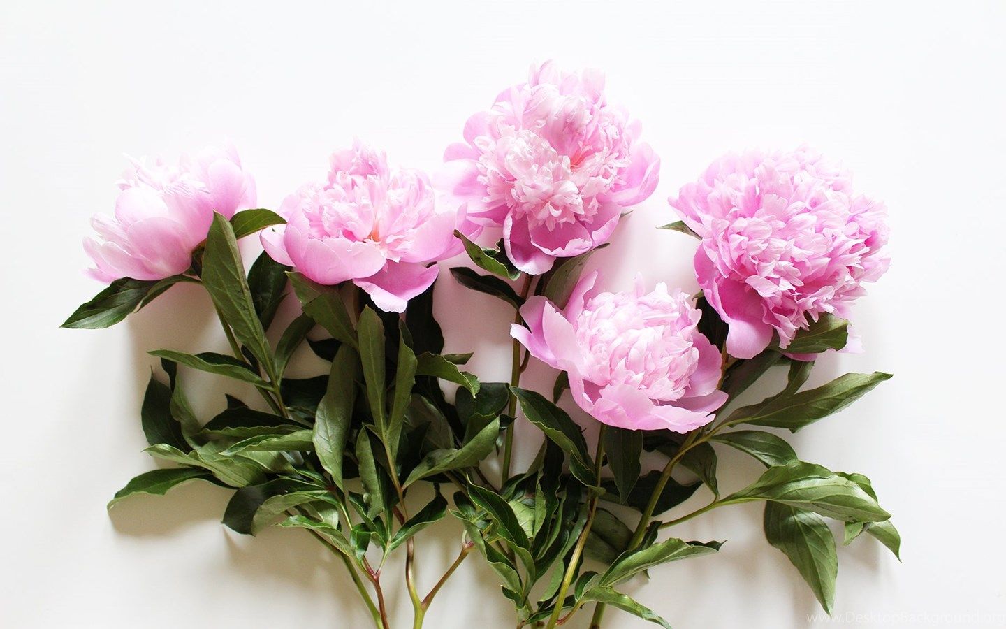 Peony Computer Wallpapers - Wallpaper Cave