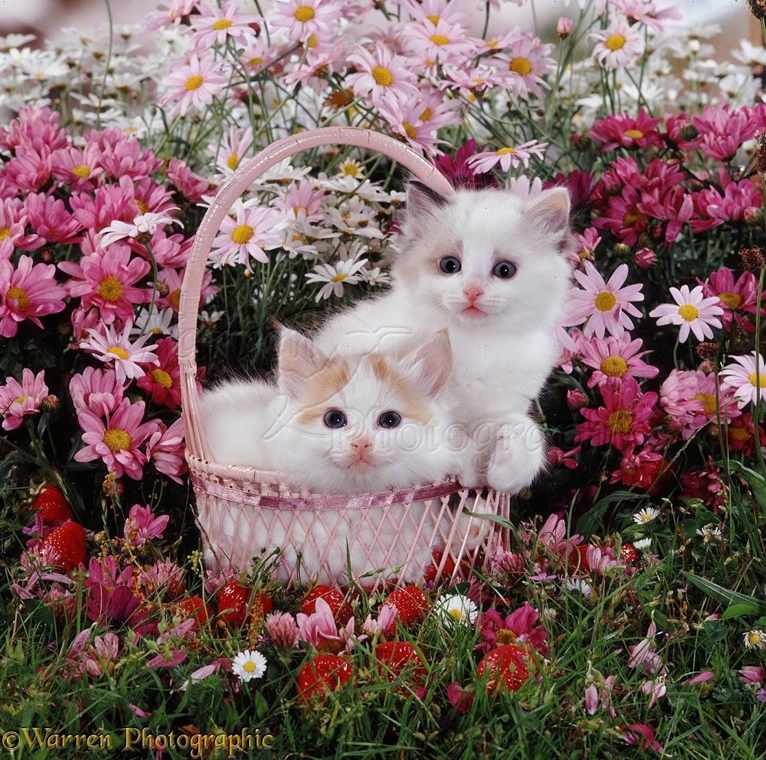 Kitties In Spring Wallpapers - Wallpaper Cave