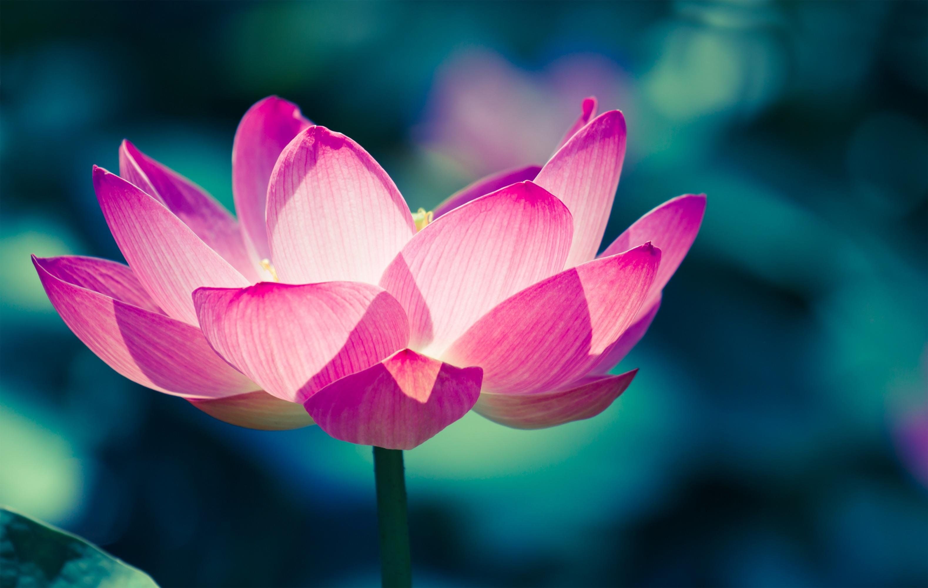 Lotus Rose Mix Wallpapers - Wallpaper Cave
