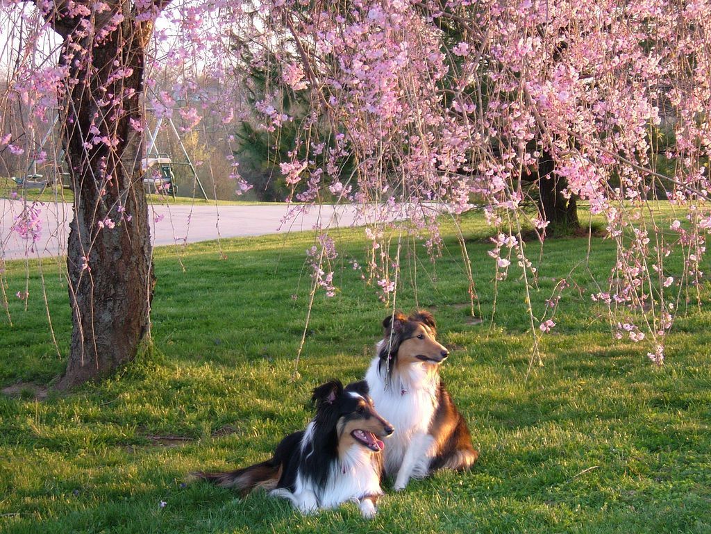 Spring Time Dogs Wallpapers - Wallpaper Cave