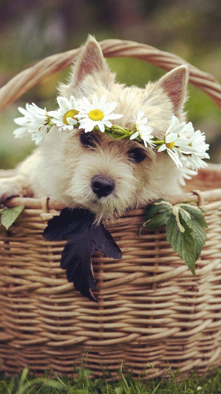 Spring Time Dogs Wallpapers - Wallpaper Cave