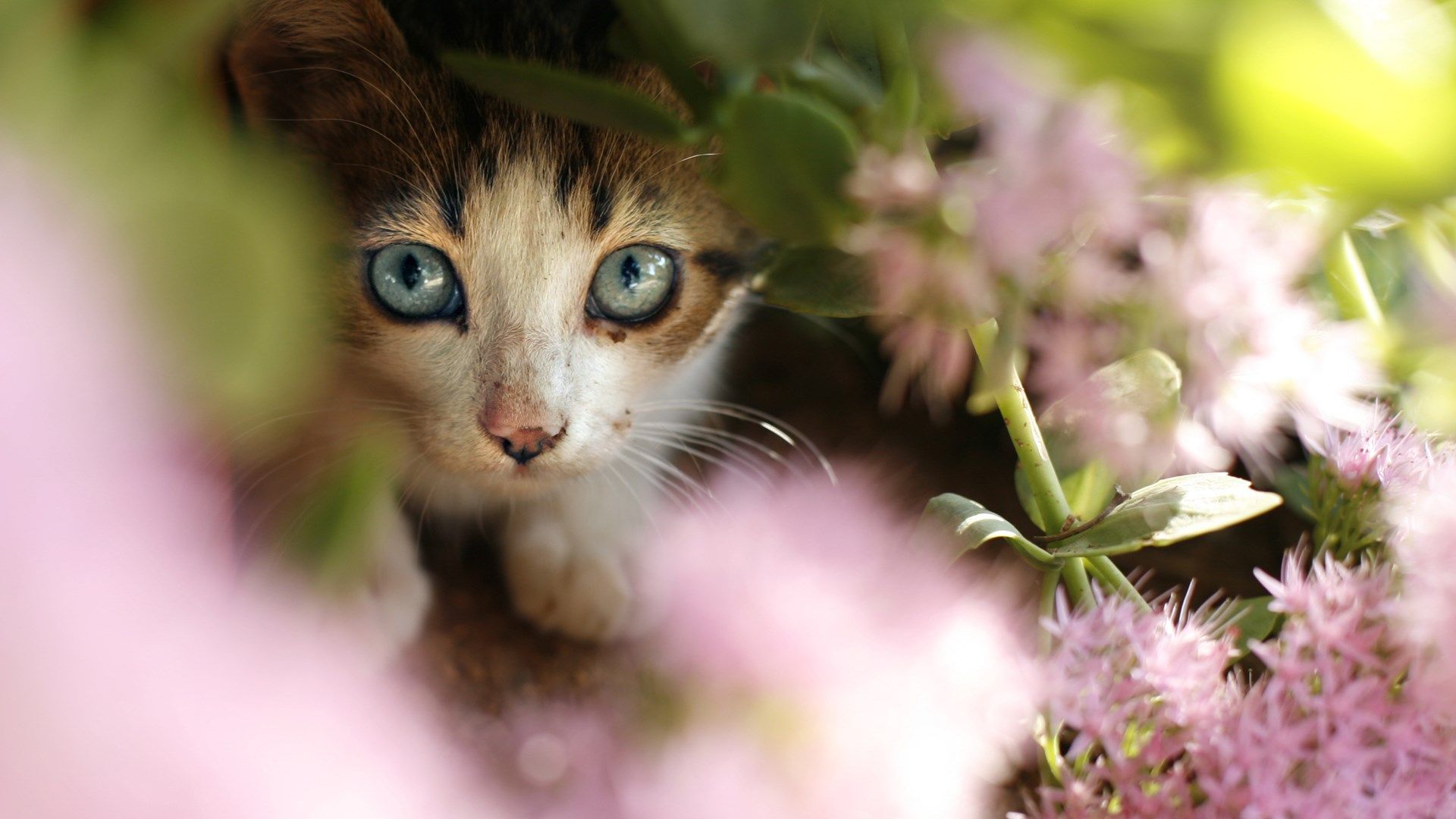 Spring Time Puppys Wallpapers - Wallpaper Cave