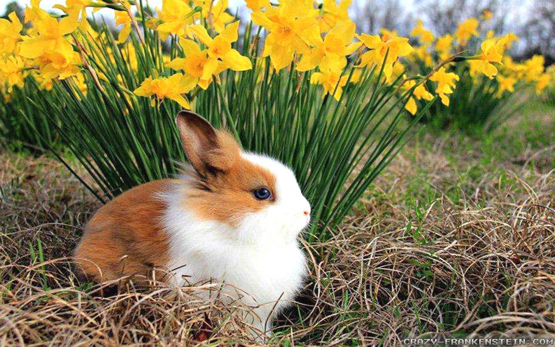 Spring Time Puppys Wallpapers - Wallpaper Cave