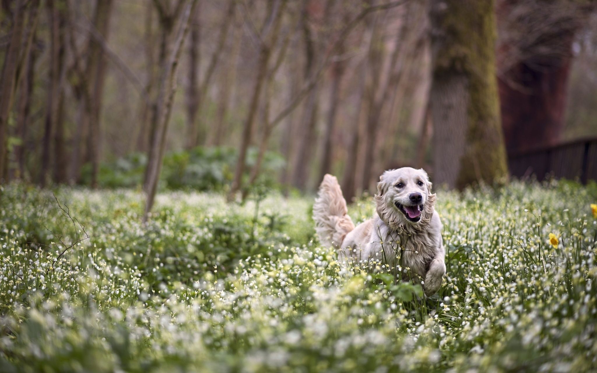 Dogs In The Spring Wallpapers - Wallpaper Cave