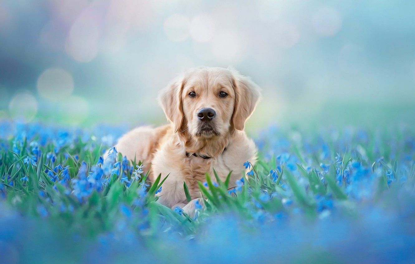 Spring Labrador Wallpapers - Wallpaper Cave